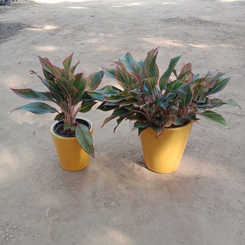 Free Next Day Delivery | Set of 2 - 6 & 8 Inch Aglaonema Lipstick in 6 & 8 Classy Glass Ceramic ...