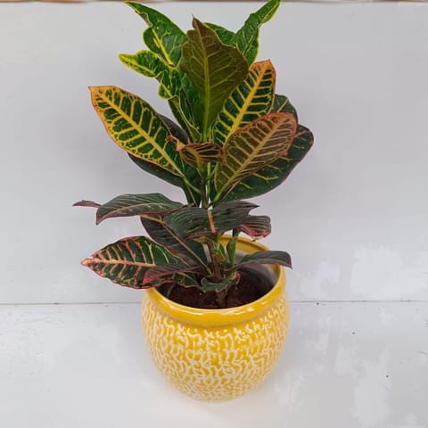Free Next Day Delivery | Croton Petra in 8 Inch Matki Designer Ceramic ...