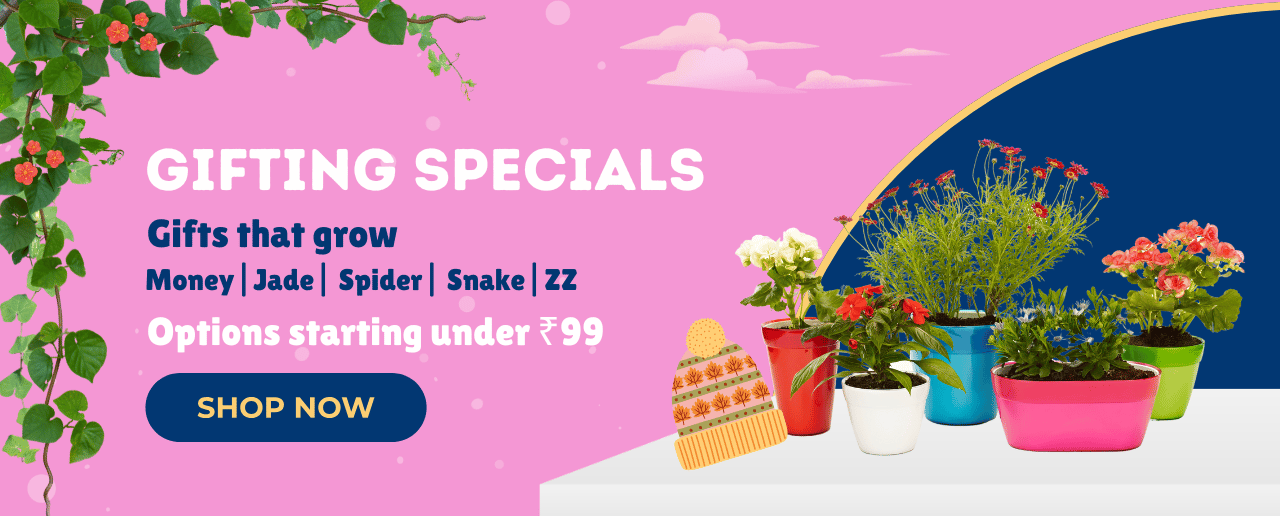 Online Nursery for Plants, Tools, and Garden Accessories - Urvann