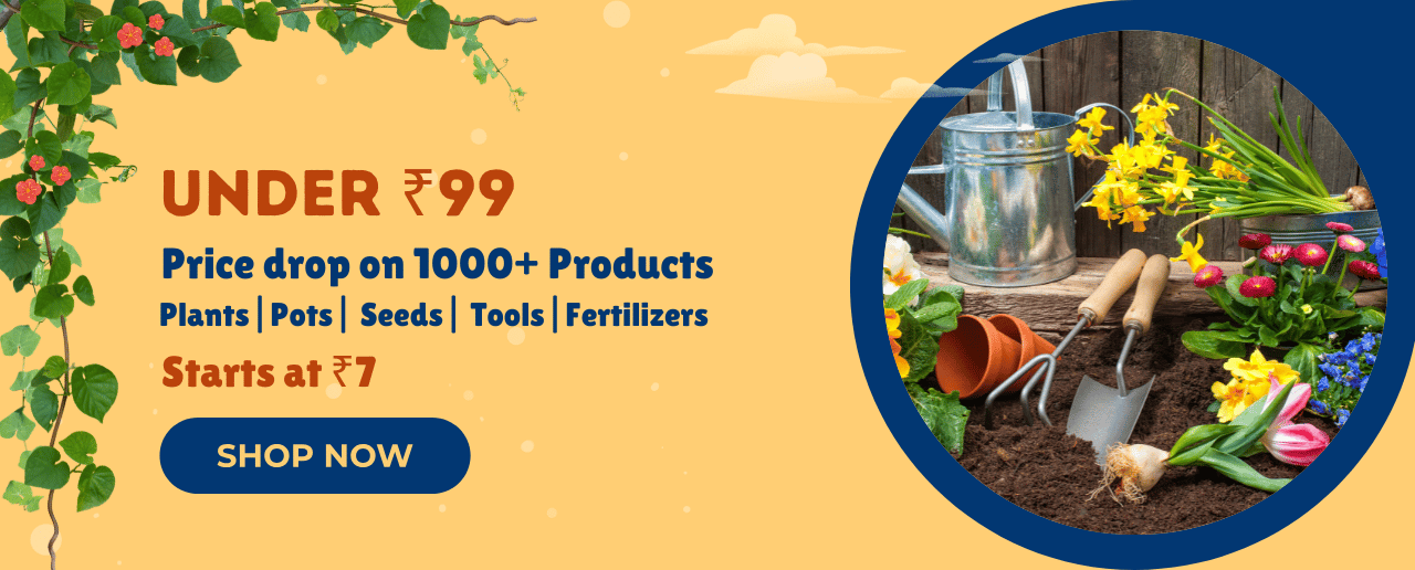 Online Nursery for Plants, Tools, and Garden Accessories - Urvann