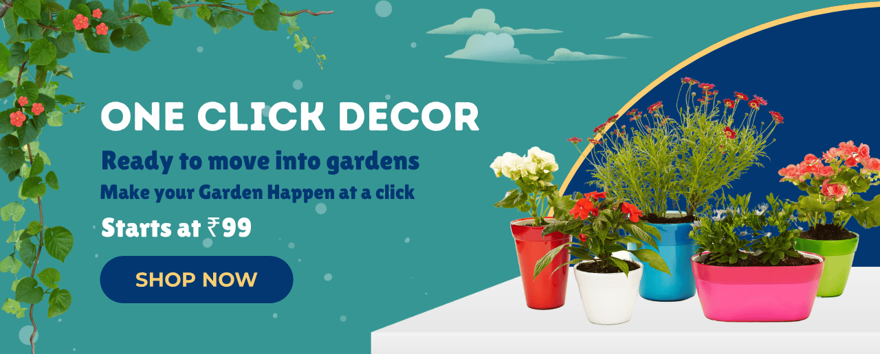 Online Nursery for Plants, Tools, and Garden Accessories - Urvann