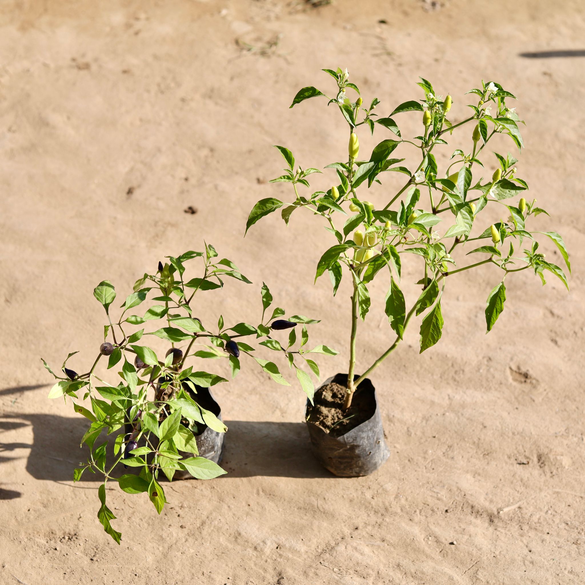 Free Next Day Delivery | Set Of 2 - Mirchi / Chilli Plant (Black ...