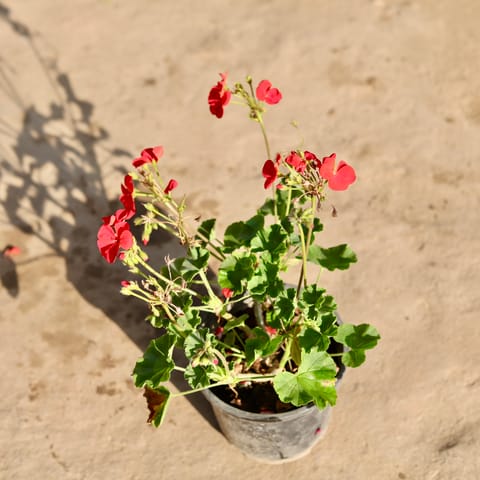 Free Next Day Delivery | Geranium Red in 6 Inch Nursery Pot