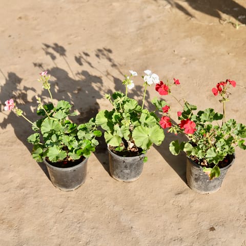 Free Next Day Delivery | Set Of 3 - Geranium (Any Colour) in 6 Inch ...