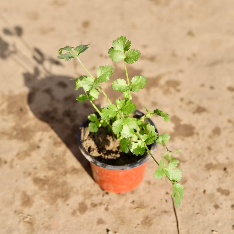 Free Next Day Delivery | Coriander/ Dhaniya Plant in 4 Inch Nursery Pot