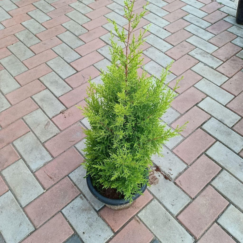 Free Next Day Delivery | Golden Cypress (~2-3 feet) in 10 Inch Nursery Pot