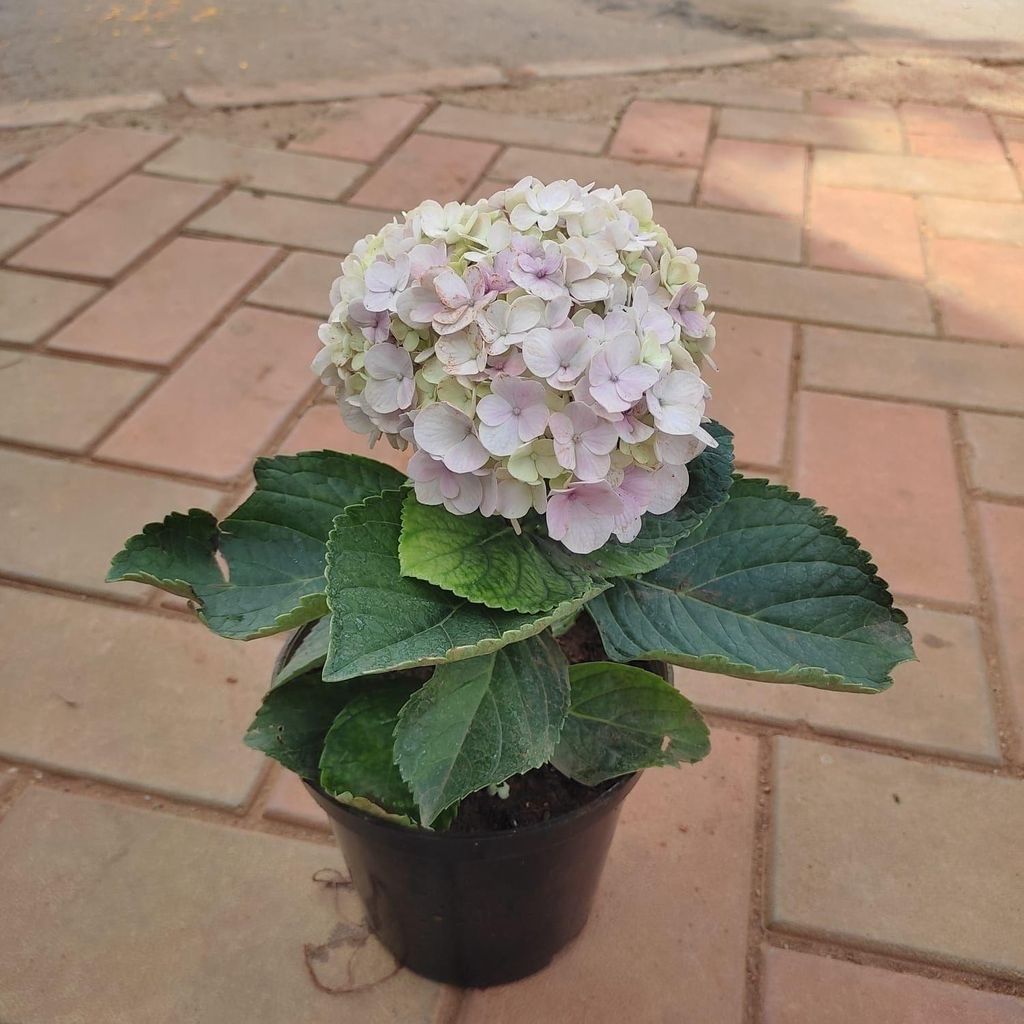 Free Next Day Delivery | Hydrangea (Any Colour) in 5 Inch Nursery Pot