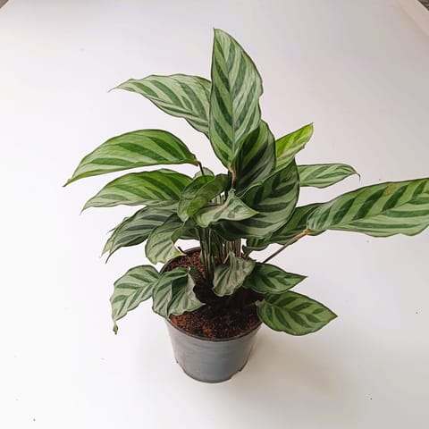 Free Next Day Delivery | Calathea louisae / Goeppertia Louisae in 4 ...