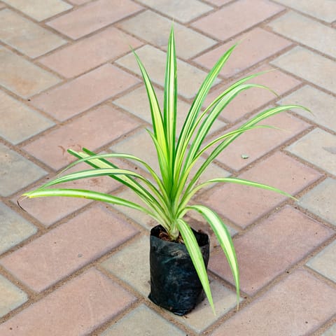 Free Next Day Delivery | Pandanus in 4 Inch Nursery Bag