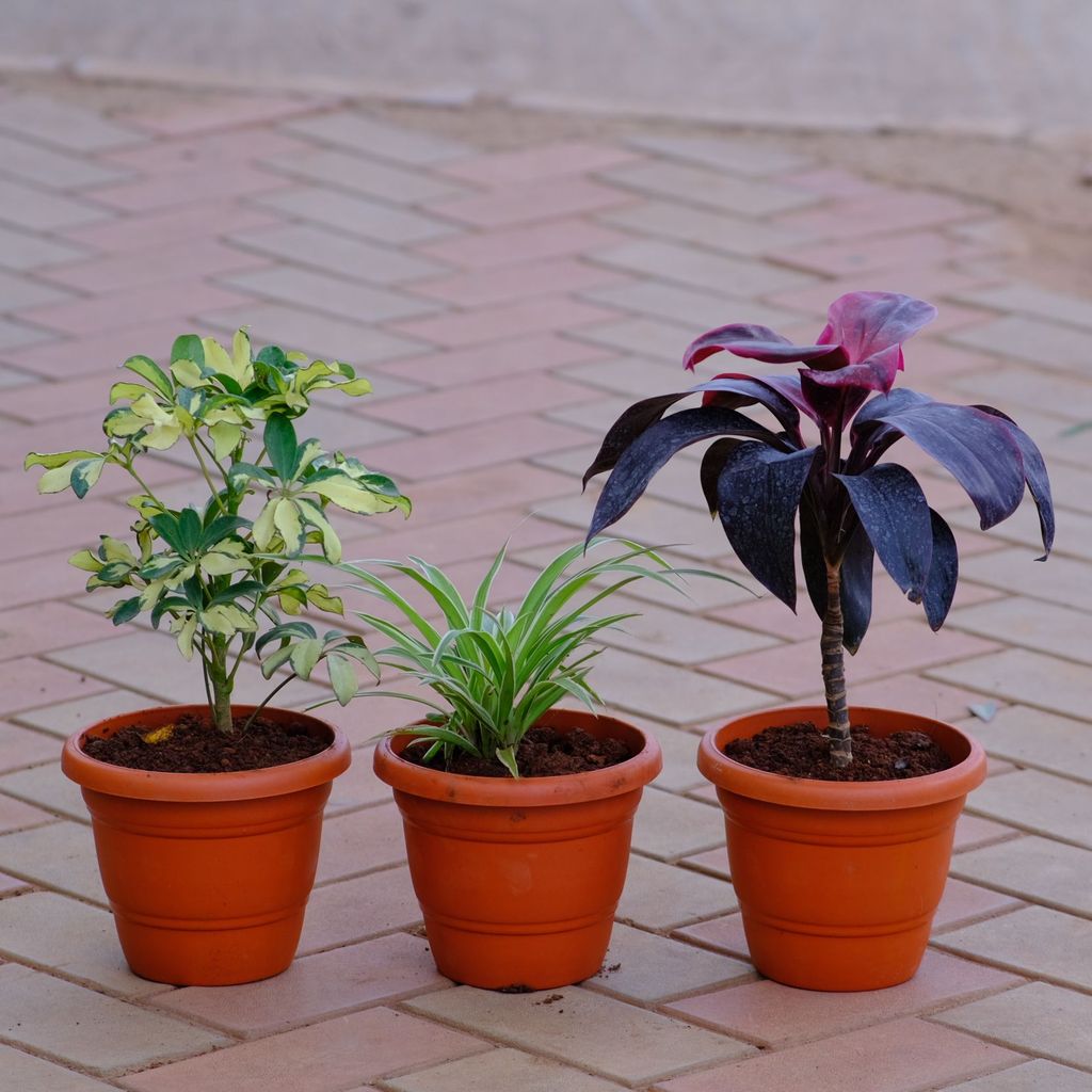 Free Next Day Delivery | Set of 3 - Schefflera Variegated, Spider & Dracaena Rosea in 7 Inch ...