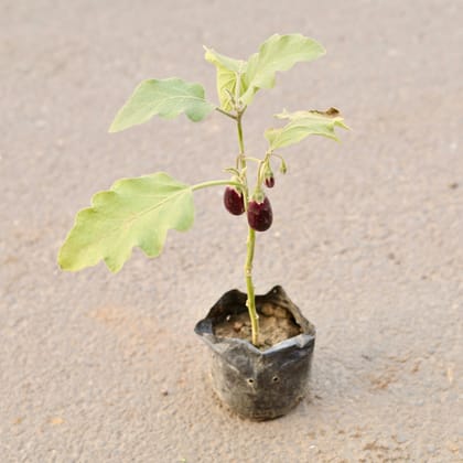 Vegetable plants online store