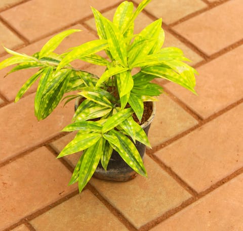 Free Next Day Delivery | Yellow Milky Bamboo in 4 Inch Nursery Pot