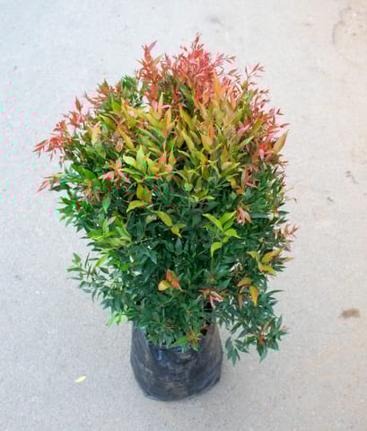 Free Next Day Delivery | Syzygium / Christina Ficus (~ 3 Ft) in 10 Inch ...
