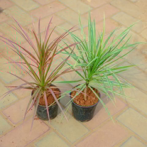 Free Next Day Delivery | Set Of 2 - Dracaena Colorama Red & Green in 4 ...