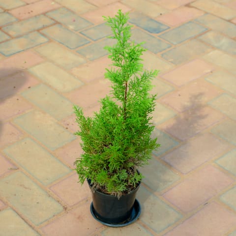 Free Next Day Delivery | Golden Cypress in 5 Inch Nursery Pot With Tray