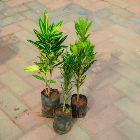 Free Next Day Delivery | Set Of 3 - Baby Croton in 4 Inch Nursery Bag