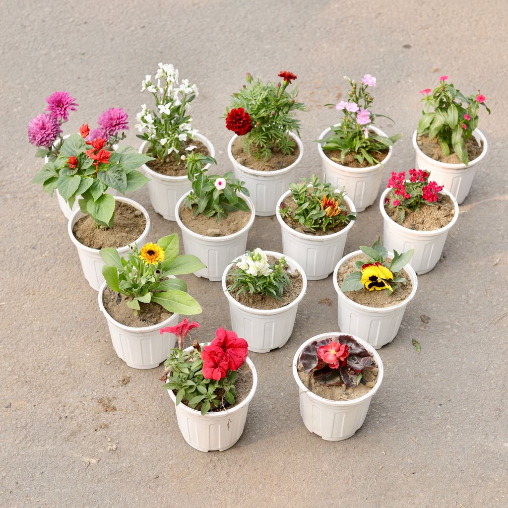 Free Next Day Delivery | Set Of 14 - Chrysanthemum, Stock, Marigold ...