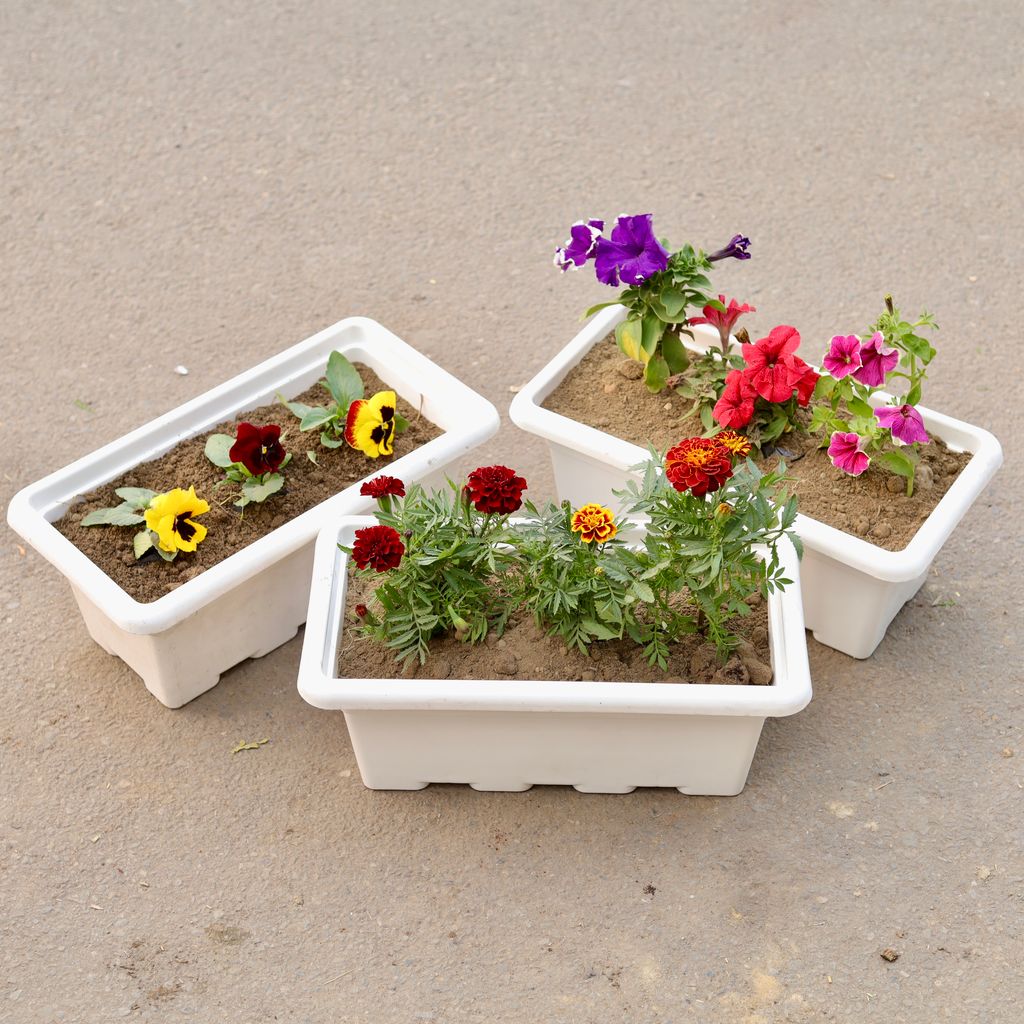 Free Next Day Delivery | Set Of 9 - Petunia, Marigold & Pansy (Any ...