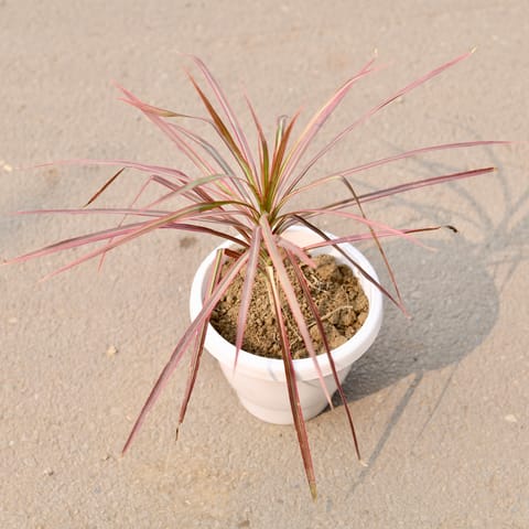 Free Next Day Delivery | Dracaena Marginata / Colorama Red in 8 Inch ...