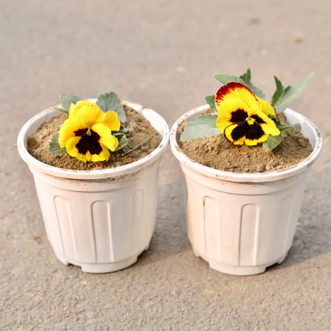 Free Next Day Delivery | Set Of 2 - Pansy (Any Colour) in 6 Inch White ...