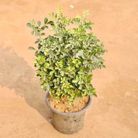 Free Next Day Delivery | Madhu Kamini Dwarf in 8 Inch Nursery Pot