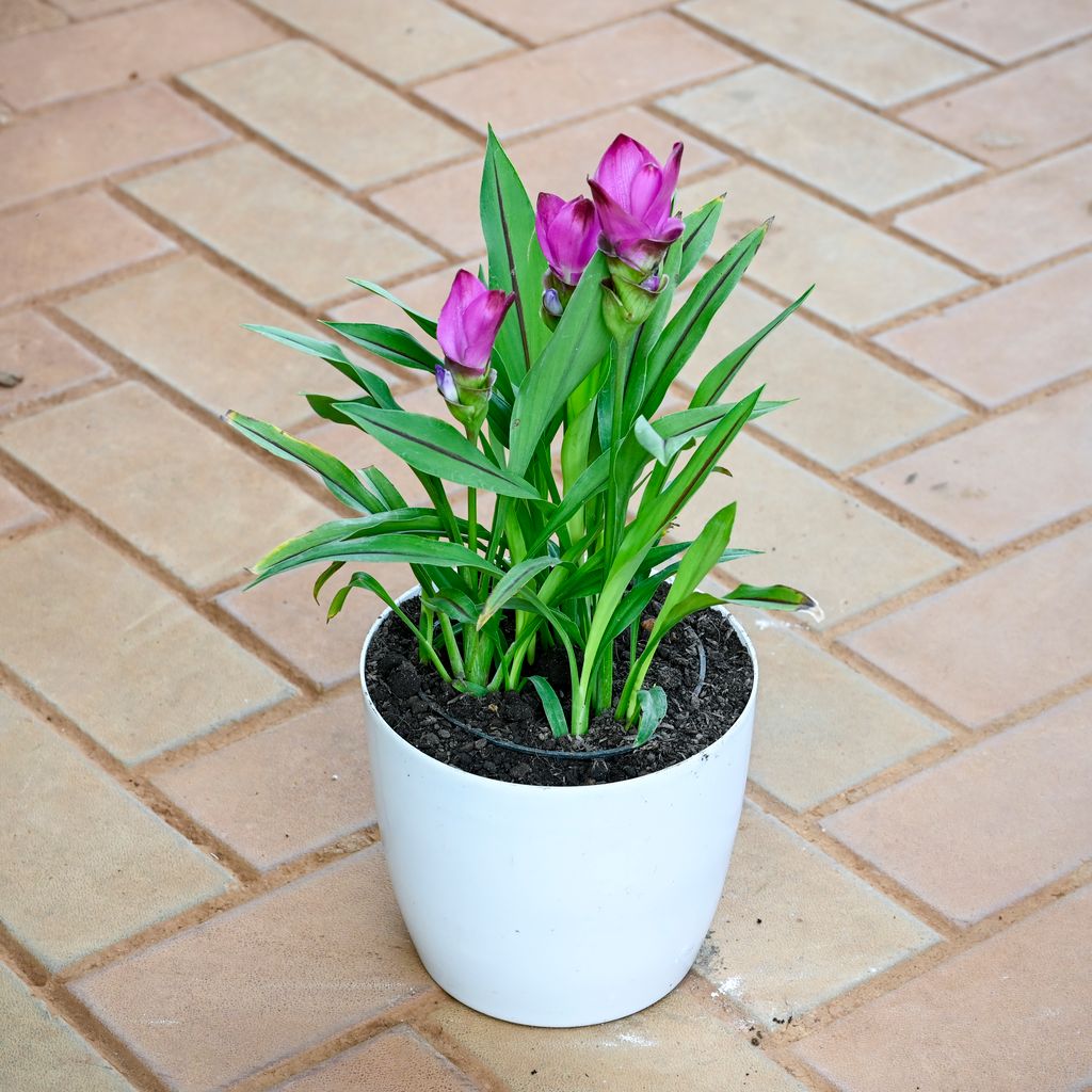 Free Next Day Delivery | Curcuma Purple in 7 Inch White Sphere Plastic Pot