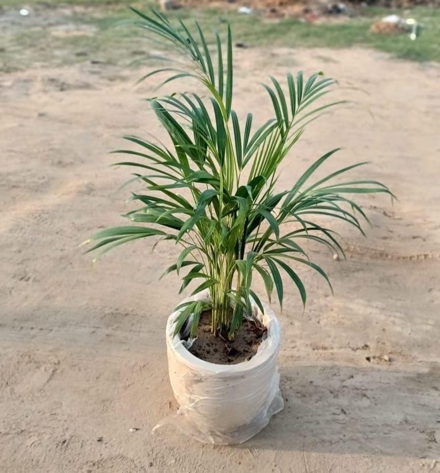 Free Next Day Delivery | Areca Palm (~ 1.5 Ft) in 12 Inch Fiberglass Planter