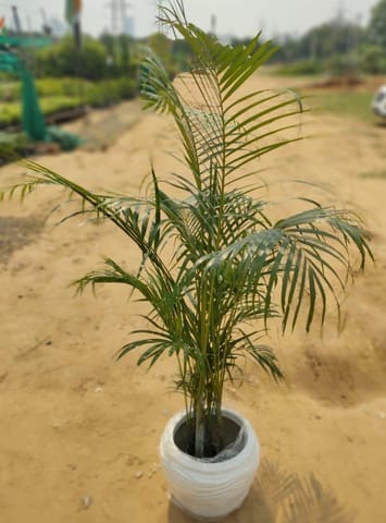 Free Next Day Delivery - Areca palm ~(4.5 feet) in 13 inch Ring ...