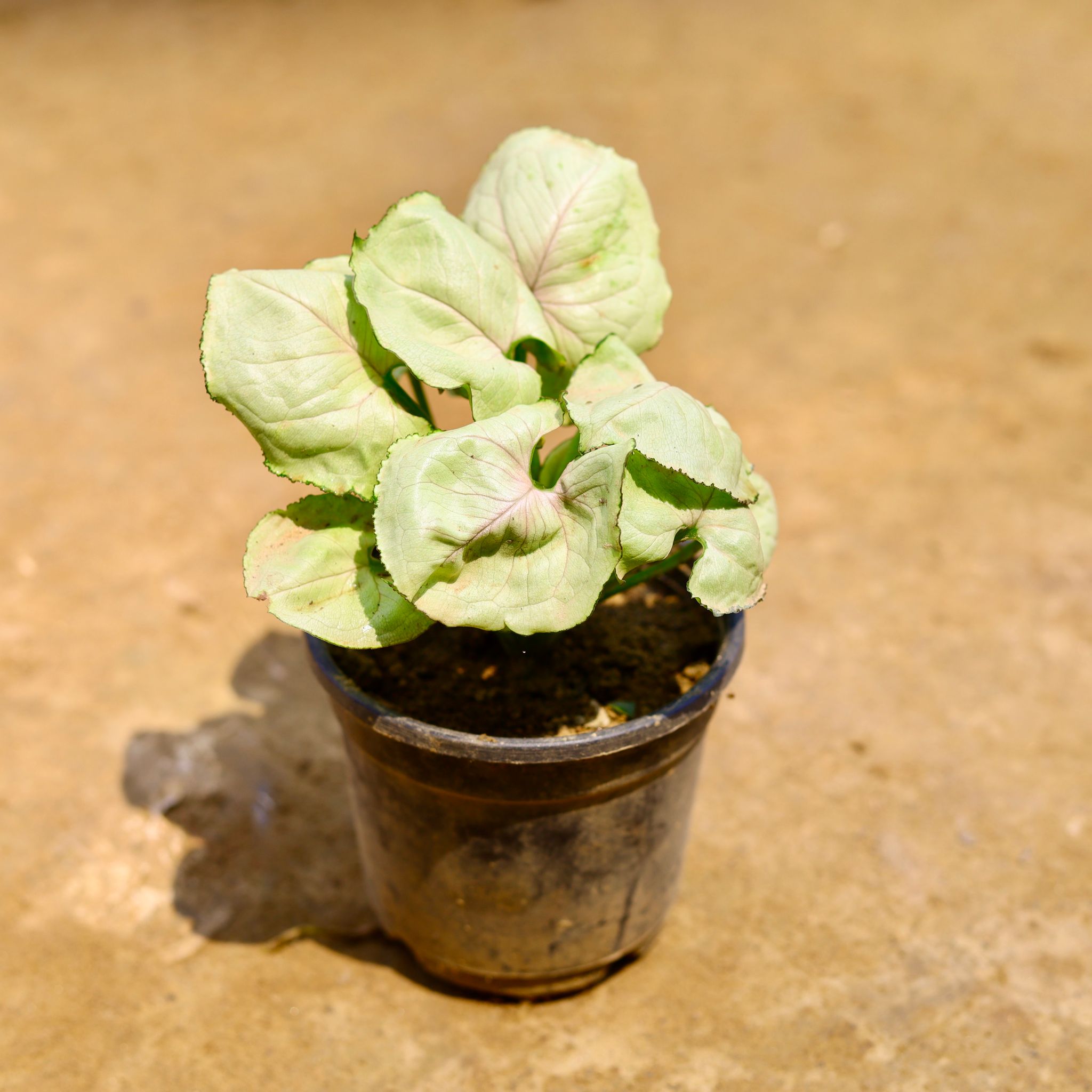 Free Next Day Delivery | Syngonium Alba White in 4 Inch Nursery Pot