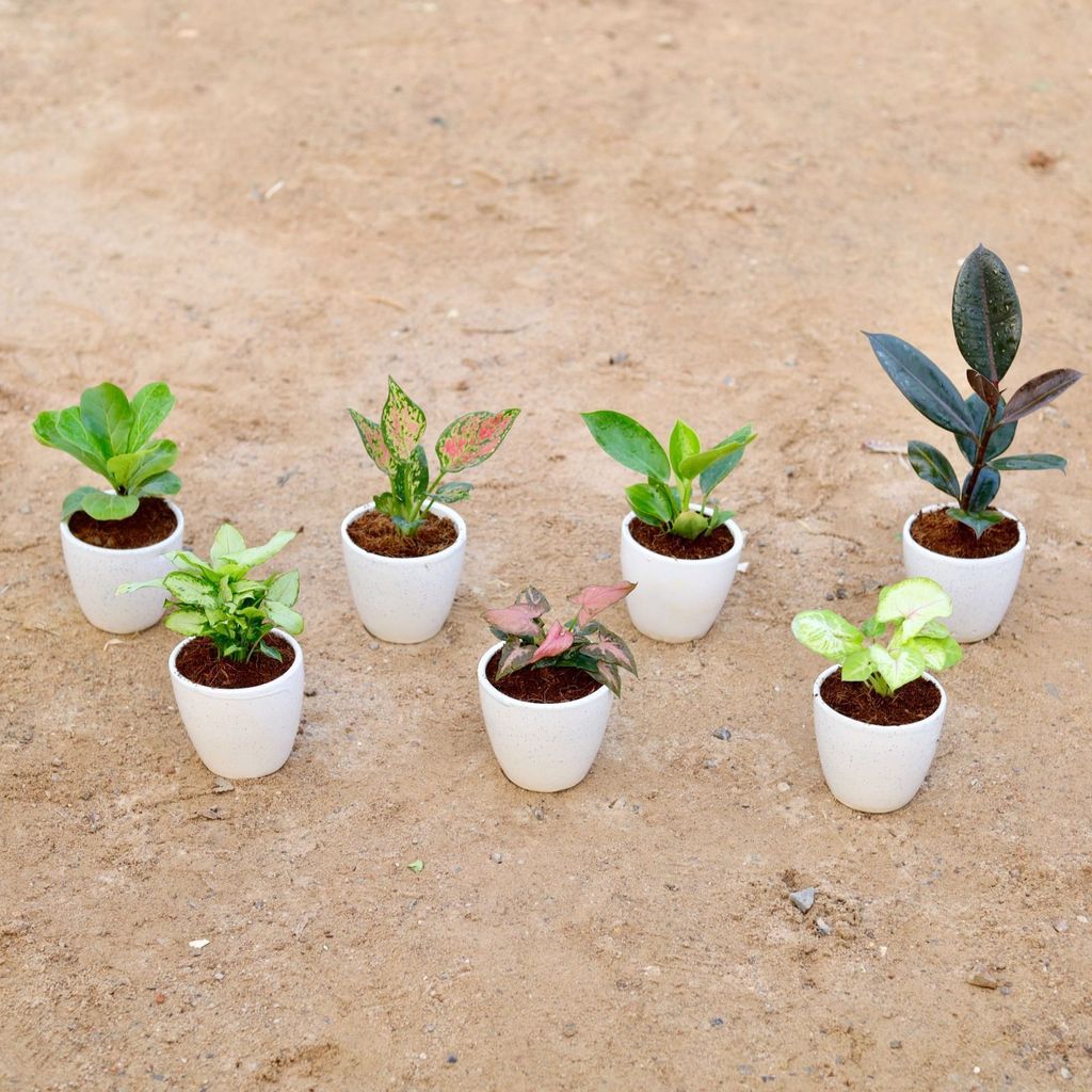 Free Next Day Delivery | Table Top Steal - Set of 7 - Fiddle Leaf Fig ...