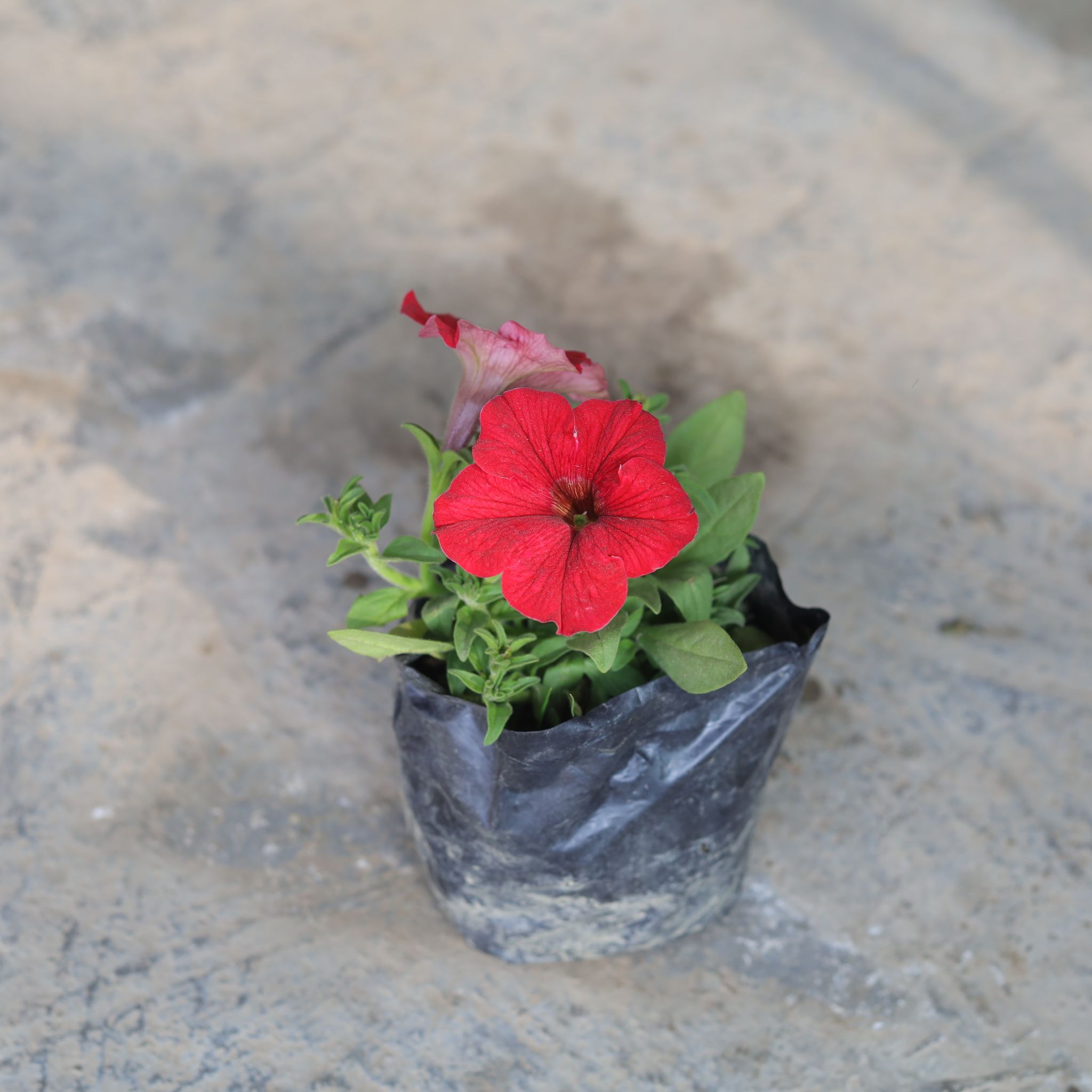 Petunia (any colour) in 4 Inch Nursery Bag