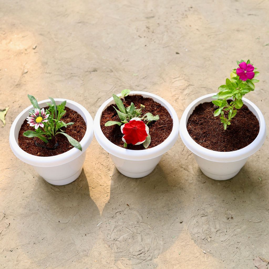 Free Next Day Delivery | Set of 3 - Gazania, Petunia & Periwinkle ...