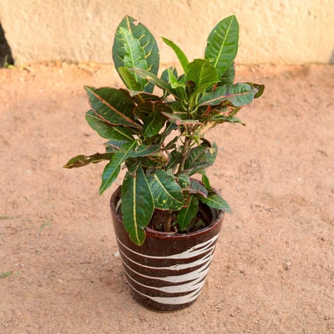 Free Next Day Delivery | Croton Petra in 8 Inch Ceramic Pot (Any Design ...