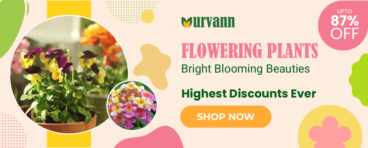 Online Nursery for Plants, Tools, and Garden Accessories - Urvann