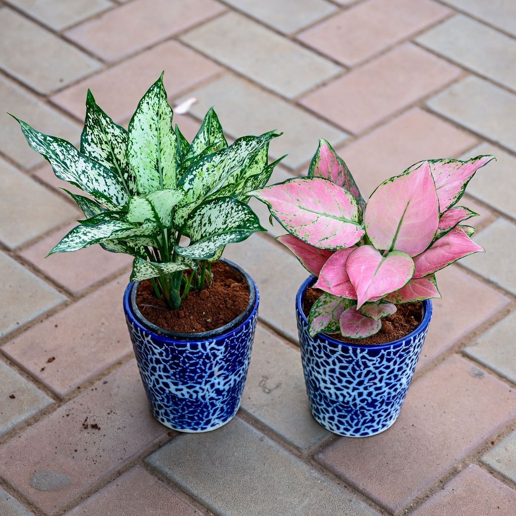 Free Next Day Delivery | Set of 2 - Aglaonema (Etta Rose & Wishes) in 5 ...