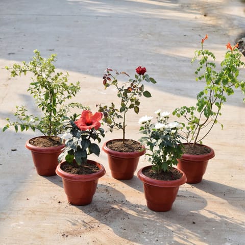 Free Next Day Delivery | Set of 5 - Hibiscus Dwarf Red, Chrysanthemum ...