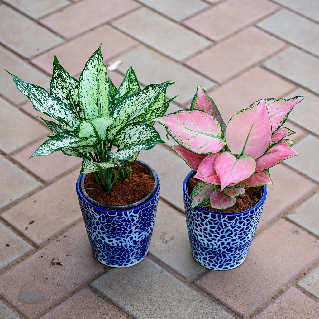 Free Next Day Delivery | Set of 2 - Aglaonema (Etta Rose & Wishes) in 5 ...