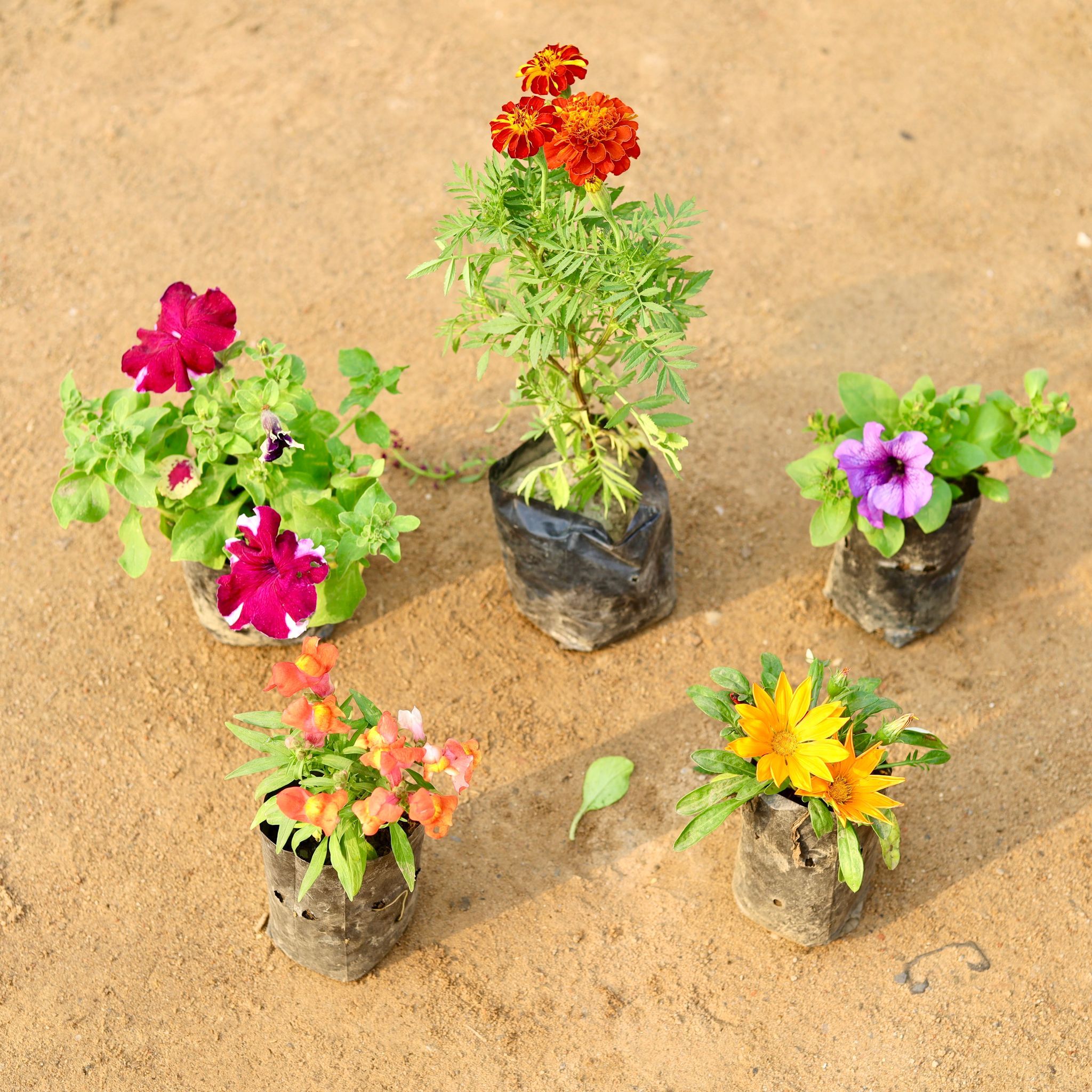 Free Next Day Delivery | Set of 5 - Petunia Red, Marigold French ...