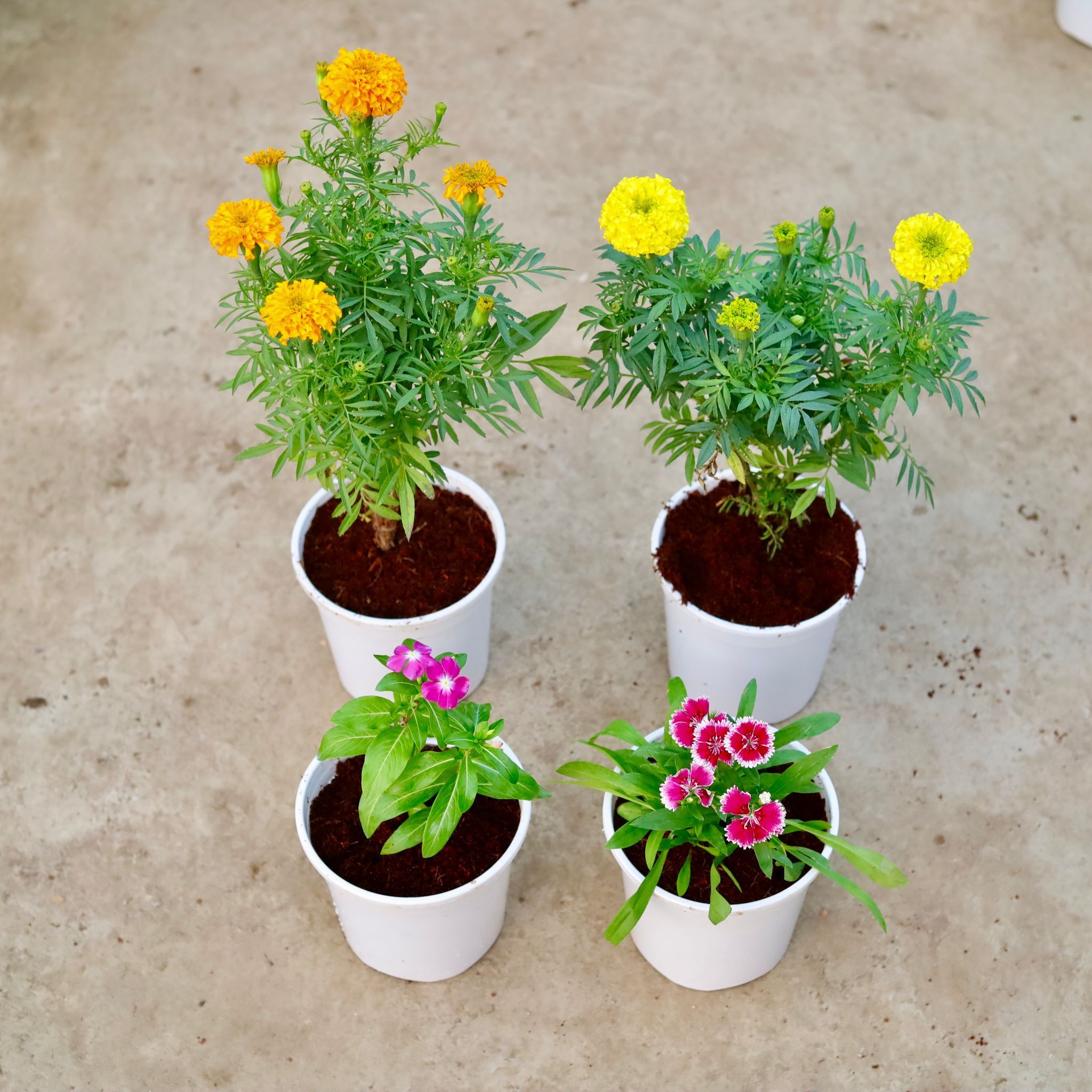 Free Next Day Delivery | Set of 4 - Marigold Yellow, Orange, Periwinkle ...
