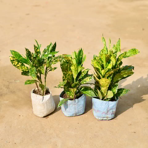 Free Next Day Delivery | Set of 3 - Baby Croton in 3 inch Nursery Bag