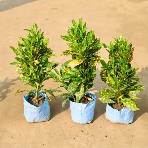 Free Next Day Delivery | Set of 3 - Baby Croton Bushy in 6 inch Nursery Bag