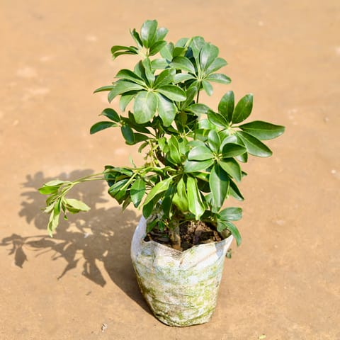 Free Next Day Delivery | Schefflera Green Bushy in 6 inch Nursery Bag
