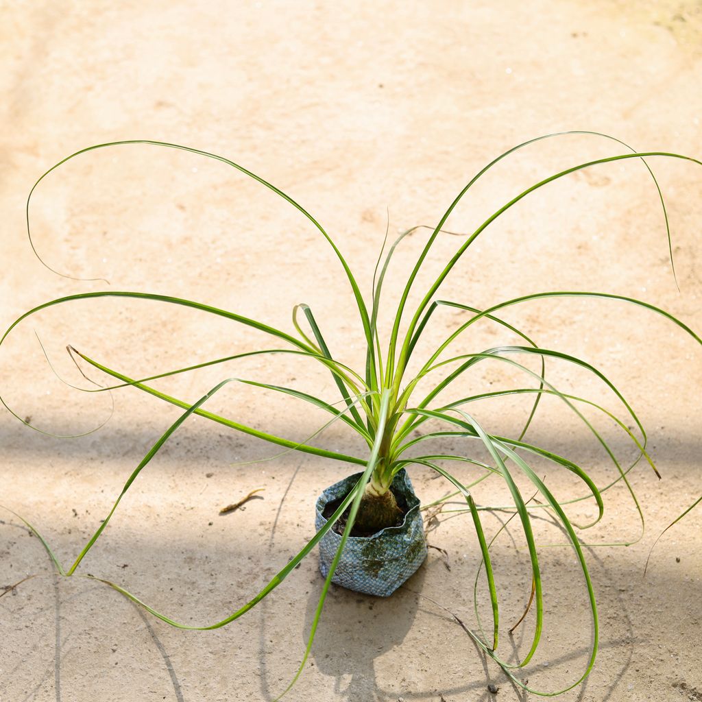 Free Next Day Delivery | Lolina Palm in 4 Inch Nursery bag