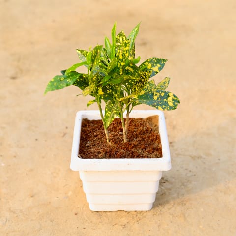 Free Next Day Delivery | Baby Croton in 6 Inch White Marble Premium ...