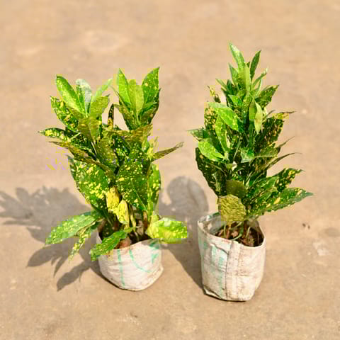 Free Next Day Delivery | Set of 2 - Baby croton in 4 Inch Nursery bag