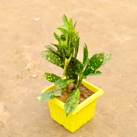 Free Next Day Delivery | Baby Croton Gold dust in 6 Inch Elegant Yellow ...