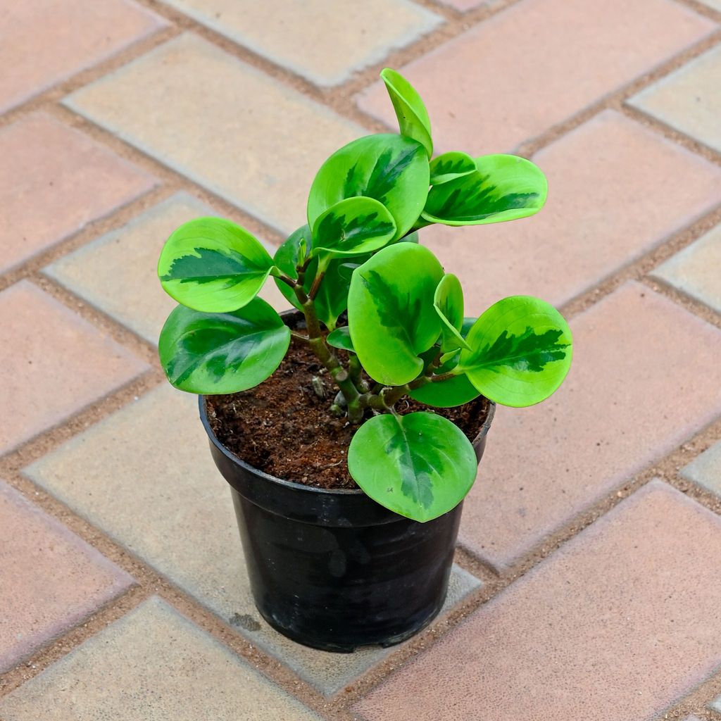 Free Next Day Delivery | Peperomia / Radiator Plant Variegated in 4 ...
