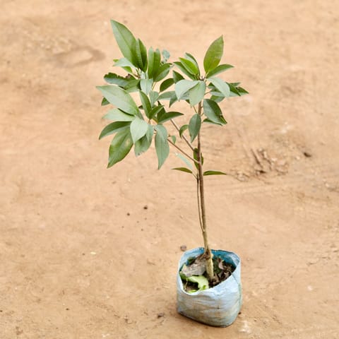 Free Next Day Delivery | Chiku / Sapodilla in 6 Inch Nursery bag