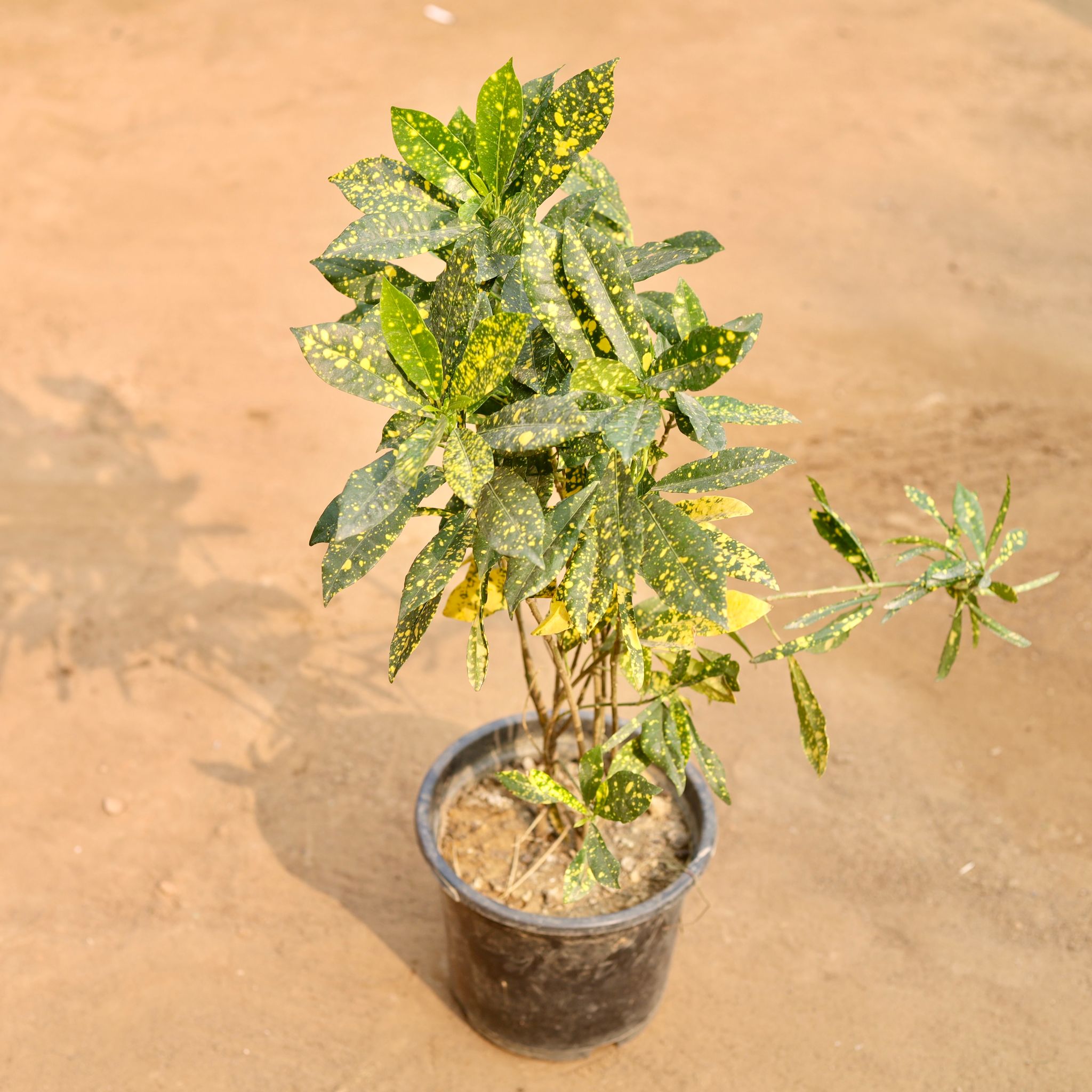 Free Next Day Delivery | Baby Croton in 8 Inch Nursery Pot