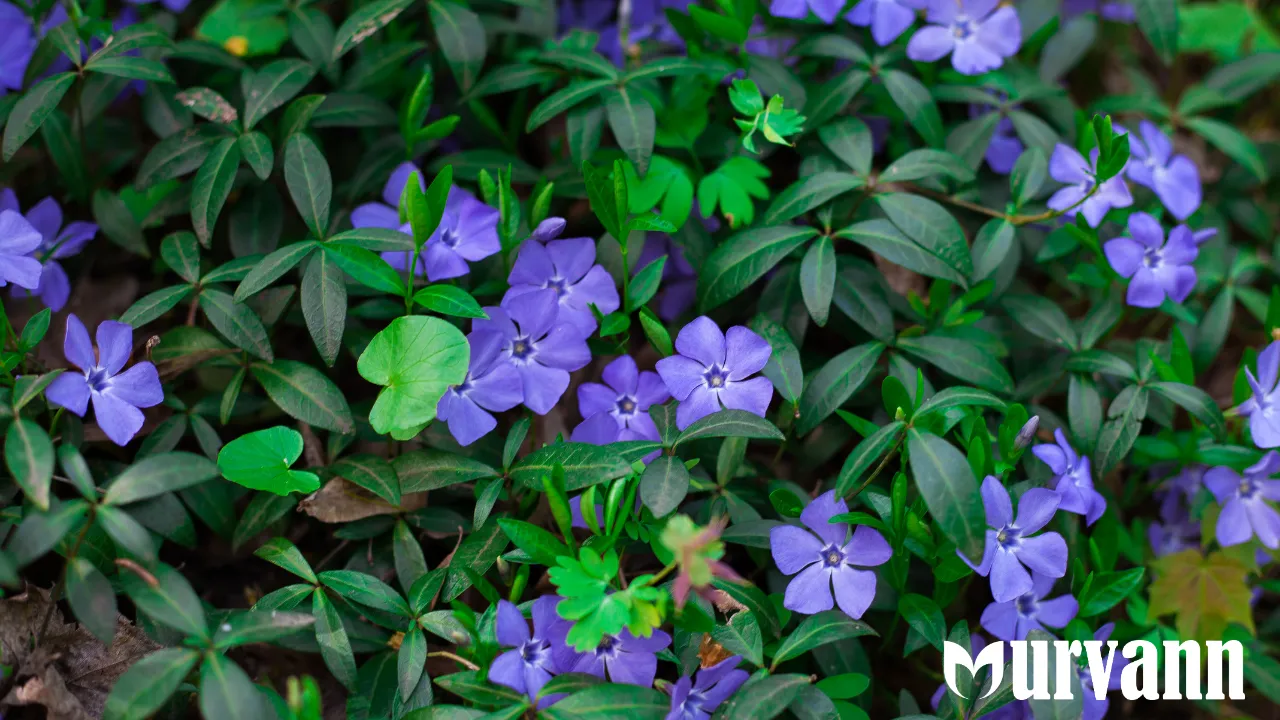 Periwinkle Flower: Everything You Need to Know - Urvann
